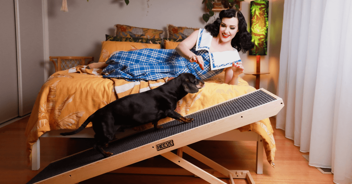 The Best Dog Ramps - A Buyer's Guide – Ramp Champ